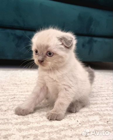Шотландские вислоухие котята