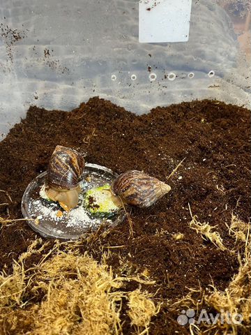 Улитки ахатины иммакулята
