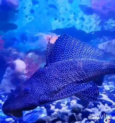 Парчовый сом (Птеригоплихт)