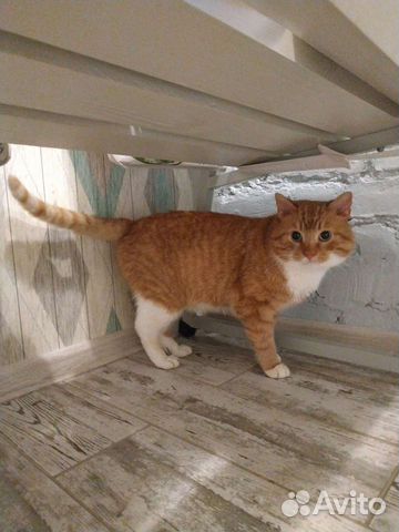 Солнечный котик
