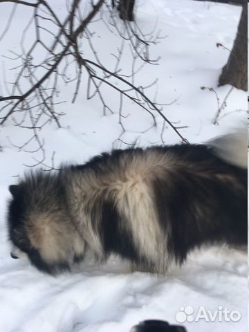 Шерсть маламута - 2 кг продам