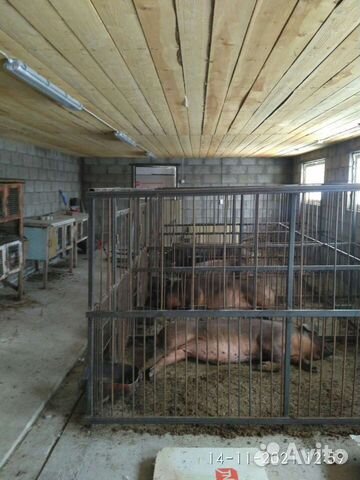 Свинка Дюрок на племя