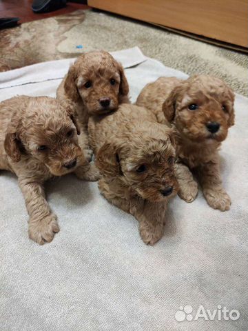 Щенки карликового пуделя