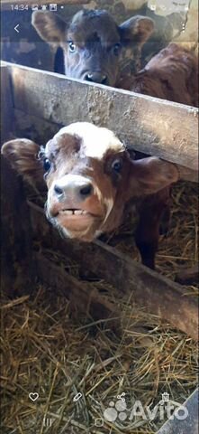 Бычки и телочки