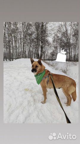 Собака может не пережить зиму