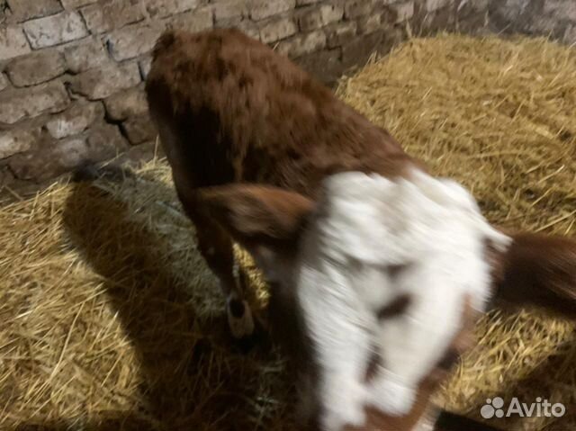 Телята бычки телки