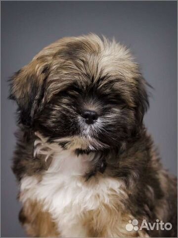 Мальчик Лхаса Апсо