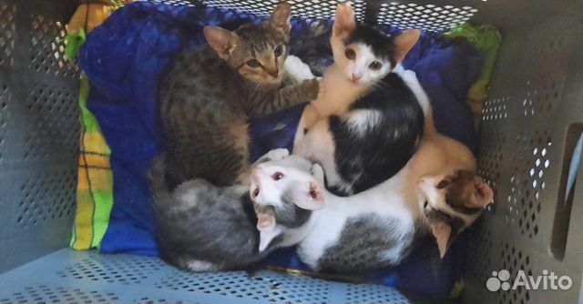 Котят в помойке