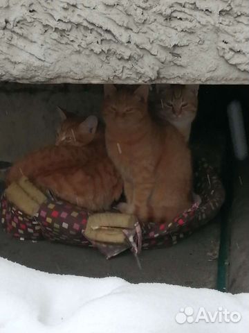 Котики 6-7 месяцев