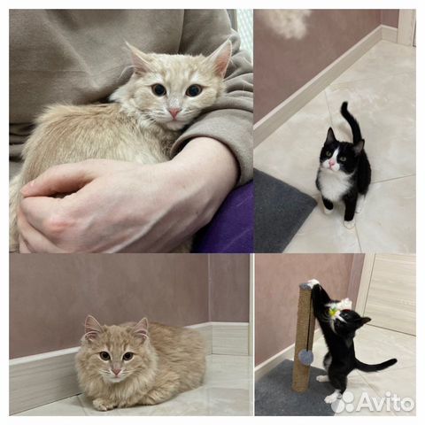 Котята, братики в одну семью