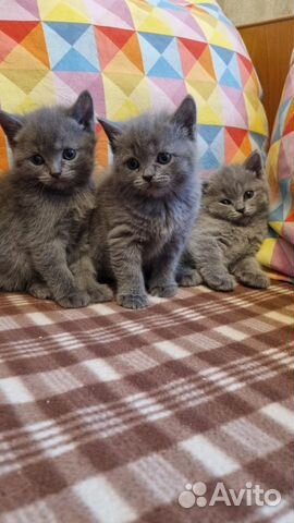 Британские котята