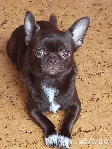 Вязка кобель чихуахуа