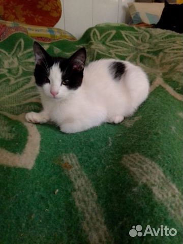 Котенок счастье