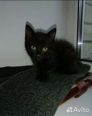 Кошечка в дар, умная красавица. К лотку приучена,к