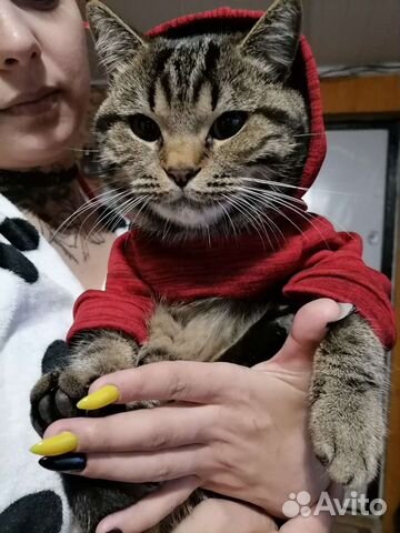 Шотландский кот вязка