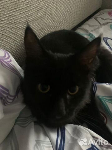 Кошка