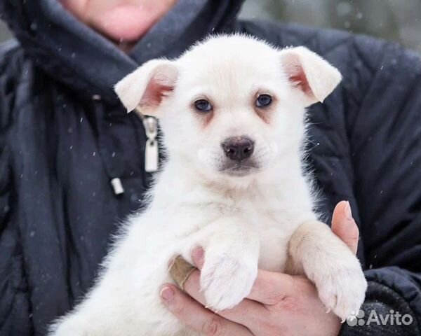 Ариша. Щенок, собака