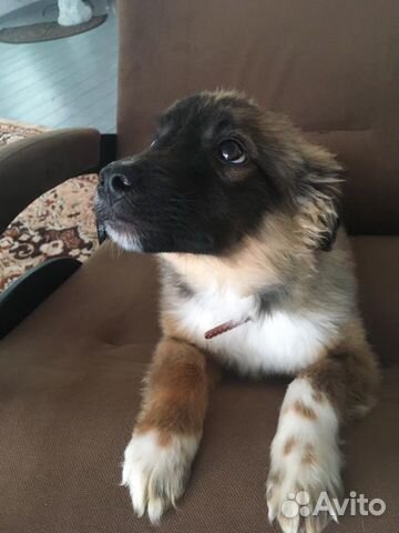 Щенок мальчик от небольшой собаки