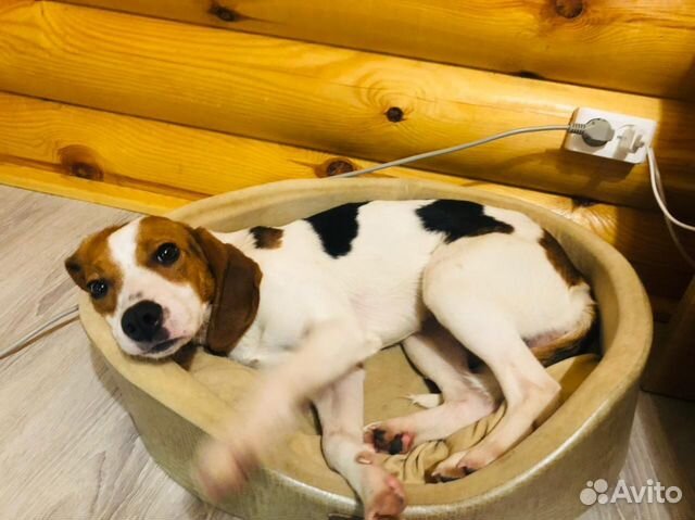 Эстонская гончая