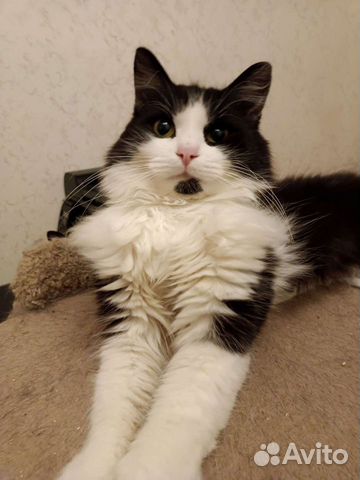 Котик