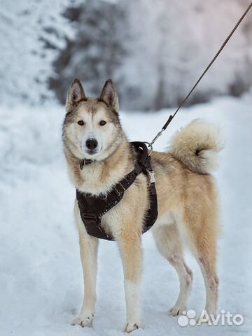 Брутальный Айс ищет дом