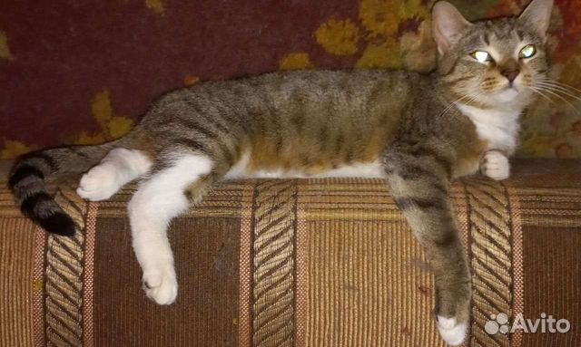 Кошка