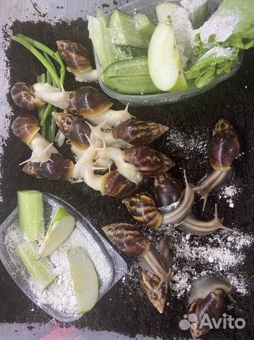 Улитки ахатины