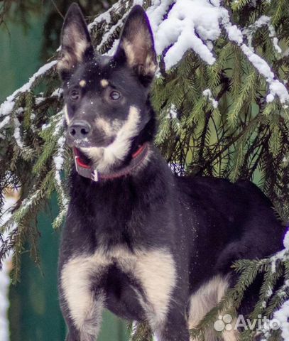 Собаки бесплатно в добрые руки