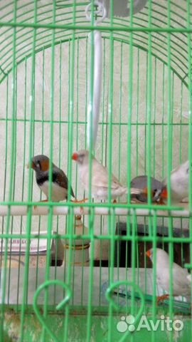 Зебровые амадины