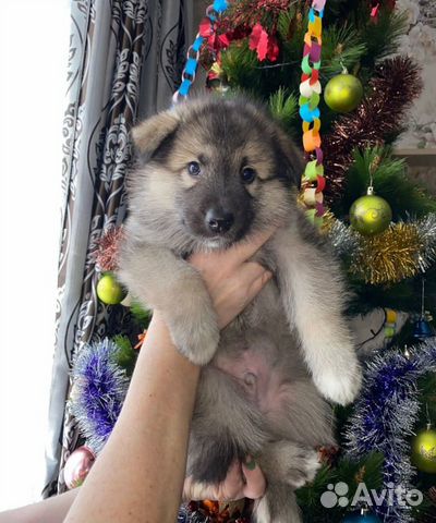 Щенок аляскинского маламута