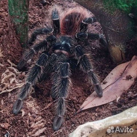 Паук lasiodora parahibana самка