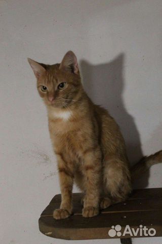 Кот Голд в добрые руки