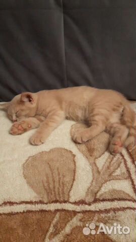 Британские котята в добрые руки бесплатно