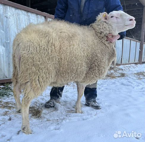 Баран производитель