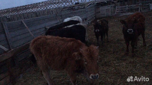 Продаю телят