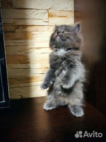 Котята курильский бобтейл