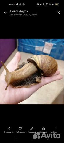 Улитка ахатина бесплатно