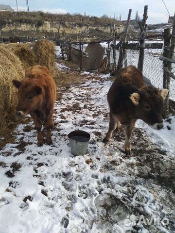 Коровы и тёлки