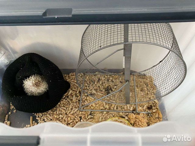 Продам Ёжика