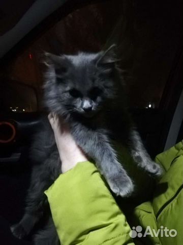 Кошка в дар