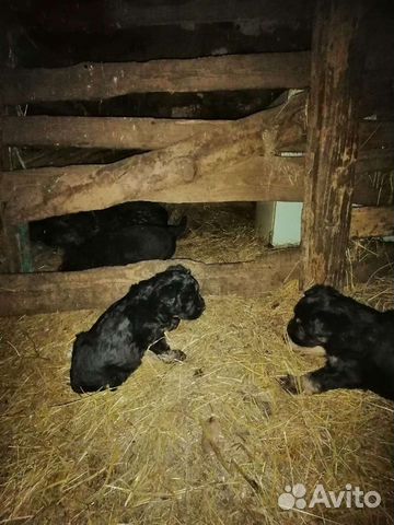 Продаю щенят