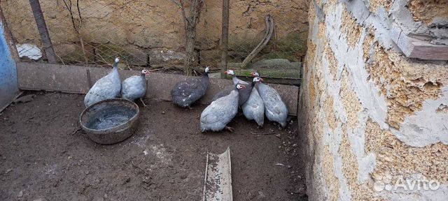 Продам цисарок