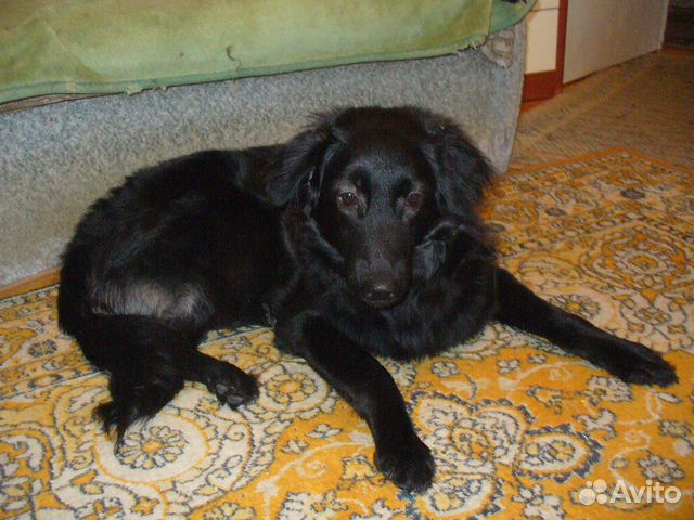 Аза, метис бельгийской овчарки, ищет дом