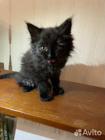 Котенок в добрые руки