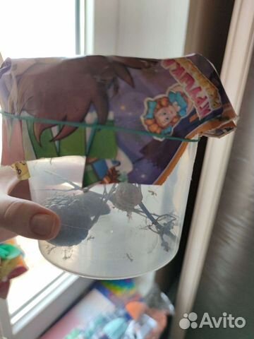 Богомолы маленькие