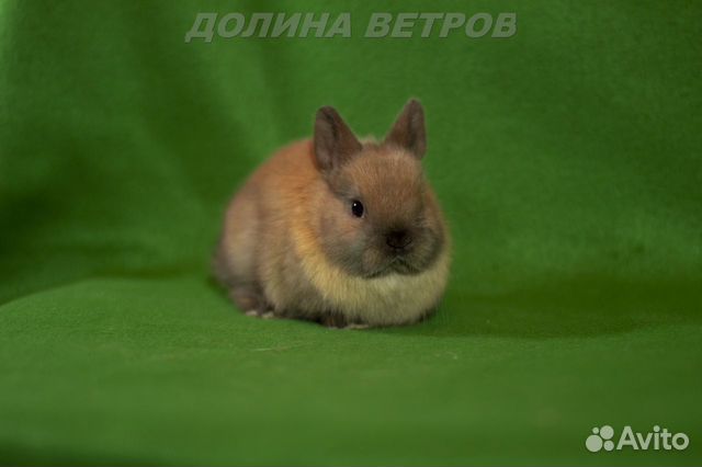 Девочка минор тюрингенского окраса