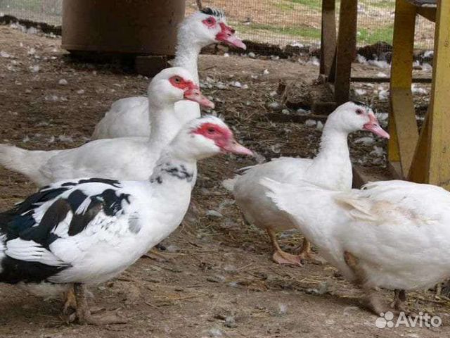 Индоутка мускусная утка