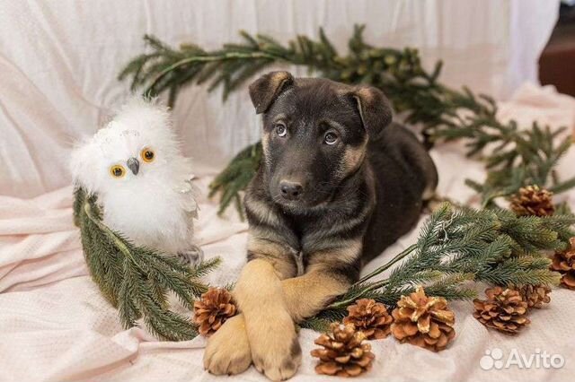 Щенок в добрые руки