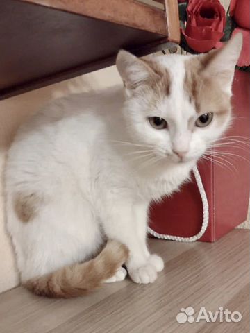 Котёнок девочка в добрые руки