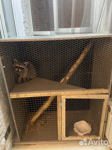 Енот с клеткой